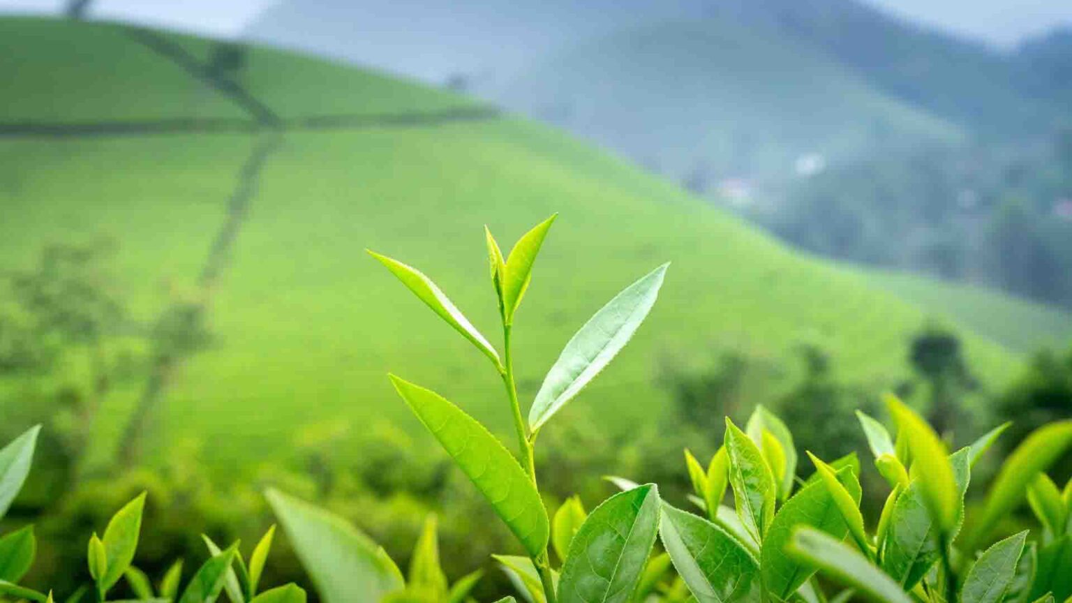 The History of the best tea in Bangladesh